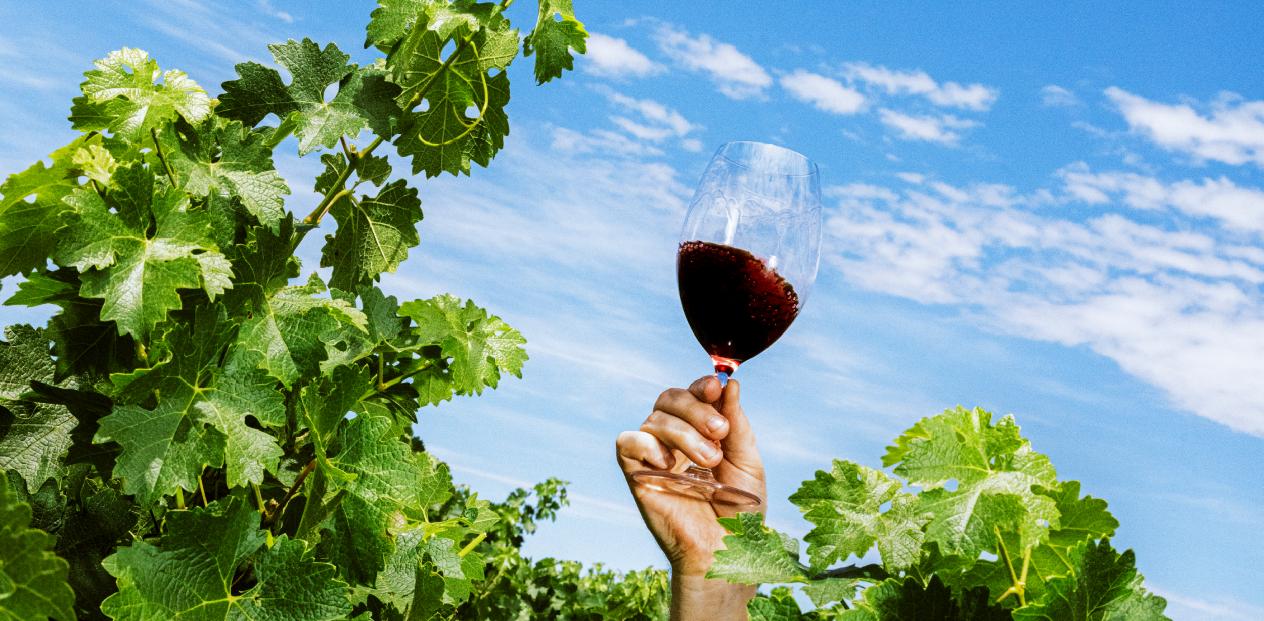 History - Riverland Wine